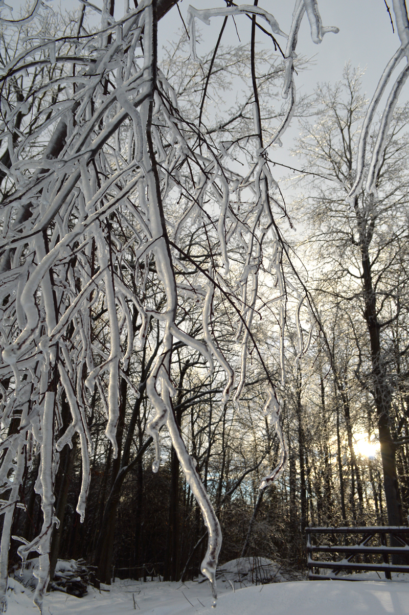Your photos of beautiful winter weather - The Review Newspaper