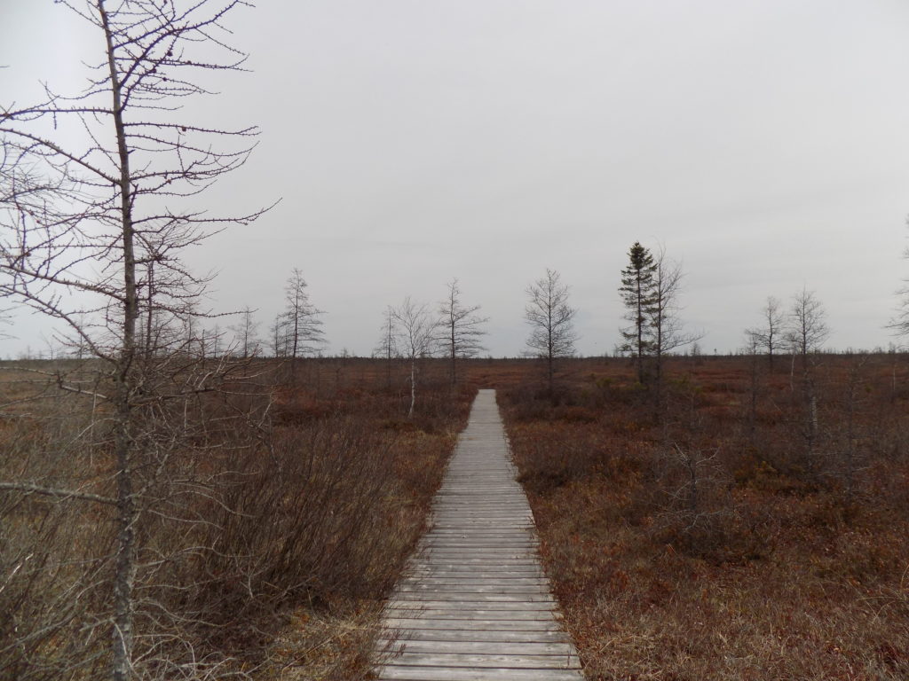 Alfred Bog to become provincial park - The Review Newspaper