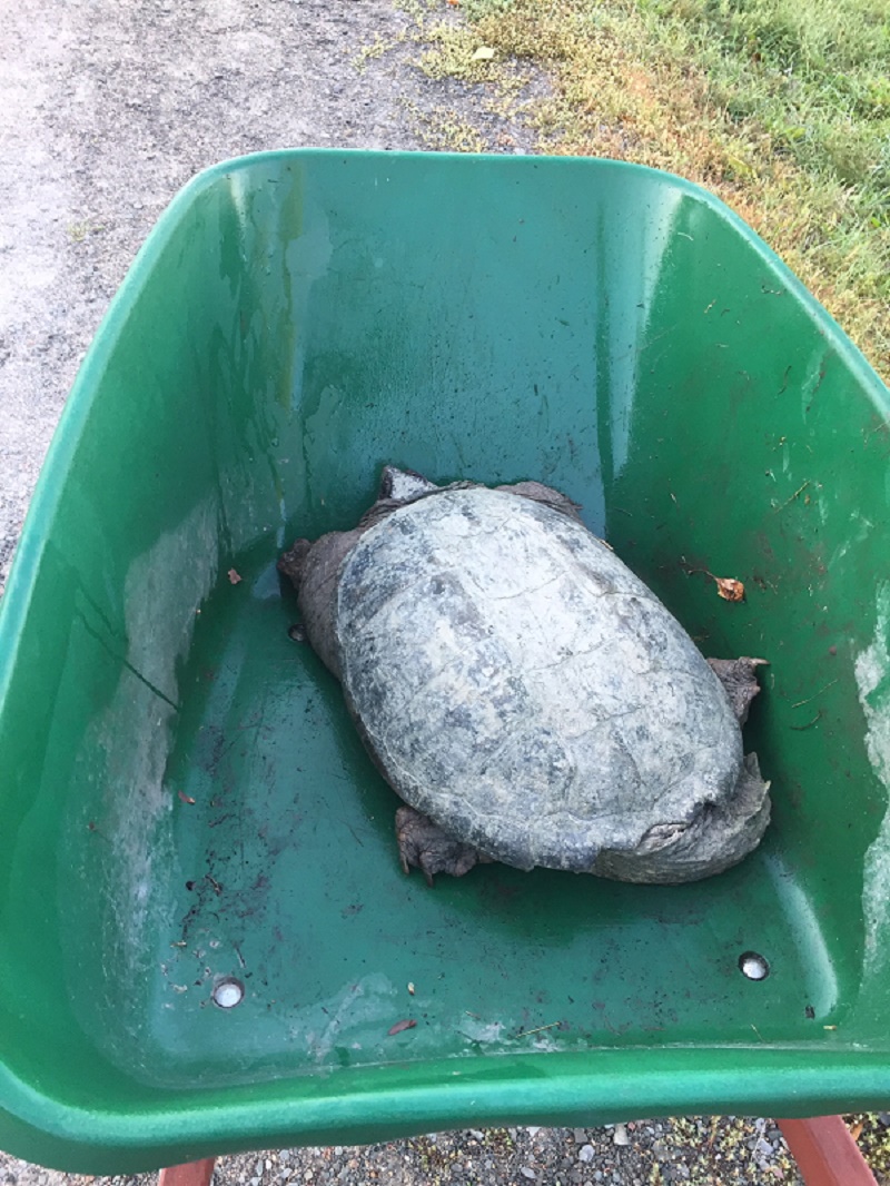 Operation turtle rescue in Grenville - The Review Newspaper